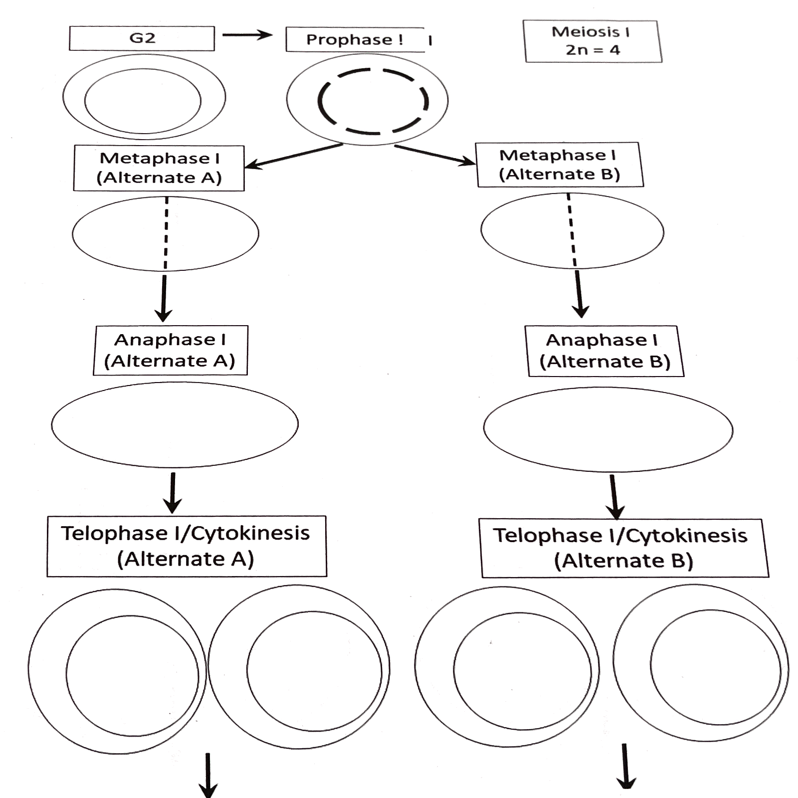 Solved Telophase II/Cytokinesis (Alternate A) Number of | Chegg.com
