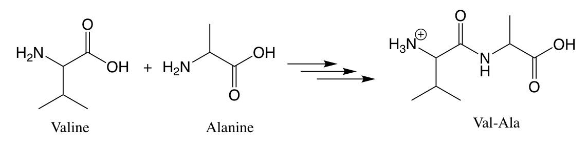 Solved Starting with Valine and Alanine, create a stepwise | Chegg.com