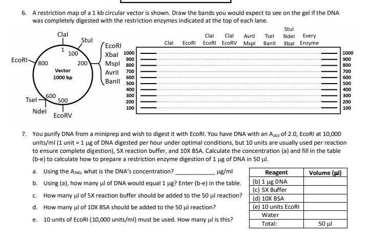 6. A restriction map of a 1 kb circular vector is | Chegg.com