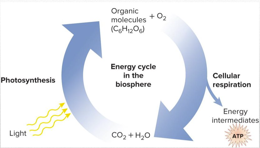 Solved Include all of the following in your | Chegg.com