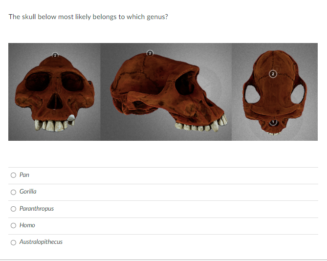 Solved The skull below most likely belongs to which genus? | Chegg.com
