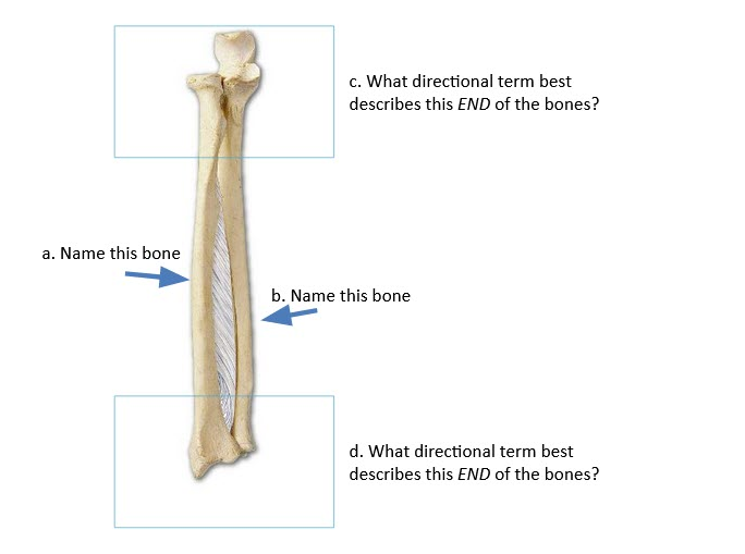 Solved c. What directional term best describes this END of | Chegg.com