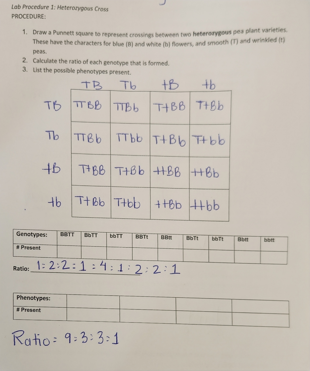 Solved Hi, ﻿I need help filling the blank for the genotypes | Chegg.com