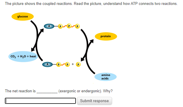 Solved The picture shows the coupled reactions. Read the | Chegg.com
