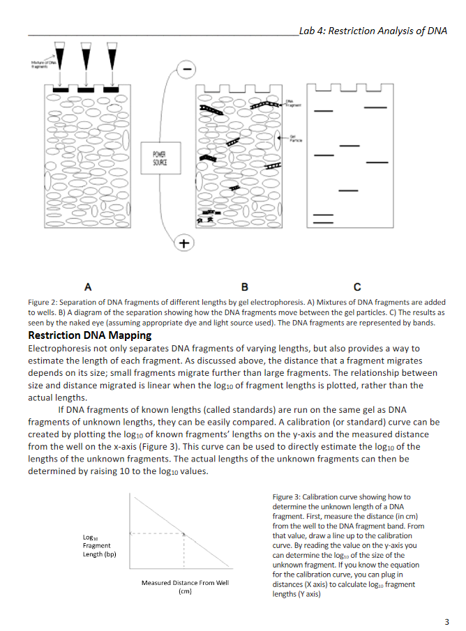 INTRODUCTION Restriction enzymes, a.k.a. restriction | Chegg.com