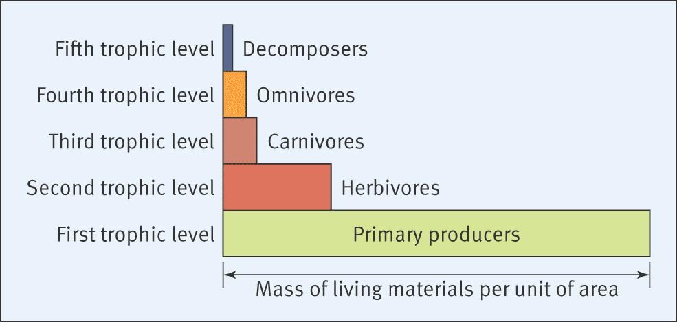 Solved Below is the diagram of the pyramid of mass and | Chegg.com
