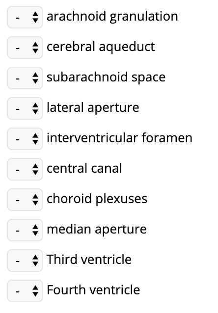 Solved Circulation of the CSF; label the pathway of the CSF | Chegg.com