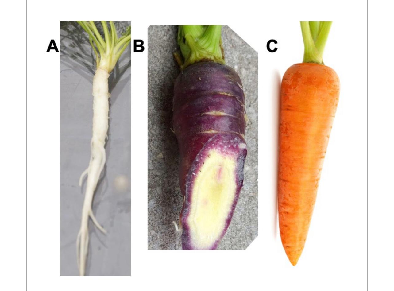 Solved The storage root of the wild carrot (Daucus carota, | Chegg.com