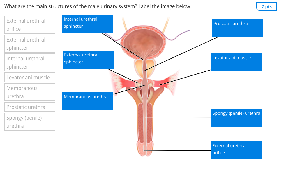 Solved What are the main structures of the male urinary | Chegg.com
