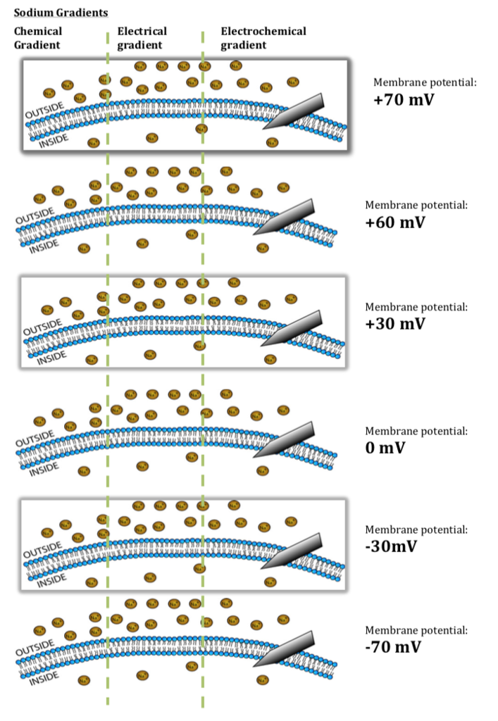 Solved The next questions show a cell membrane with either | Chegg.com