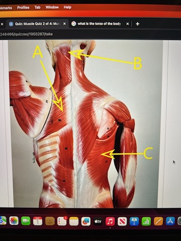 Solved what action is indicated by the muscle Bwhat is the | Chegg.com