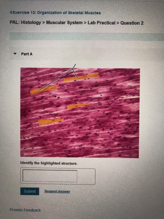Solved: Exercise 13: Organization Of Skeletal Muscles PAL:... | Chegg.com