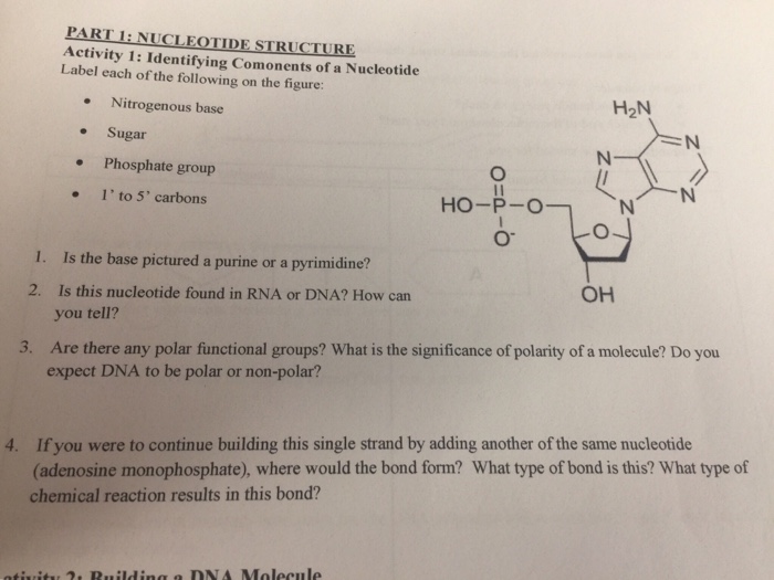 Solved PARrLNICLEOT?DE STRUCTURE Activity 1: Identifying | Chegg.com