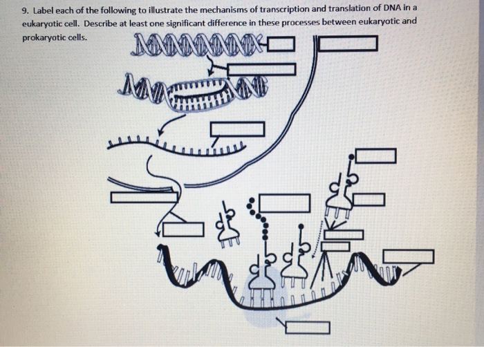 Transcription And Translation Diagram Labeled