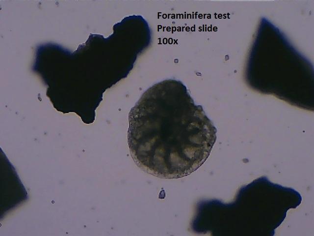 Solved Clade Rhizaria The supergroup Rhizaria consists of a | Chegg.com