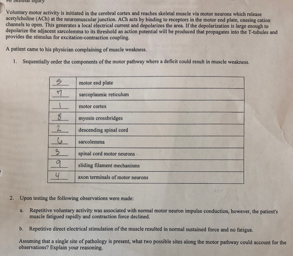 Solved 0 Skeletal injury Voluntary motor activity is | Chegg.com