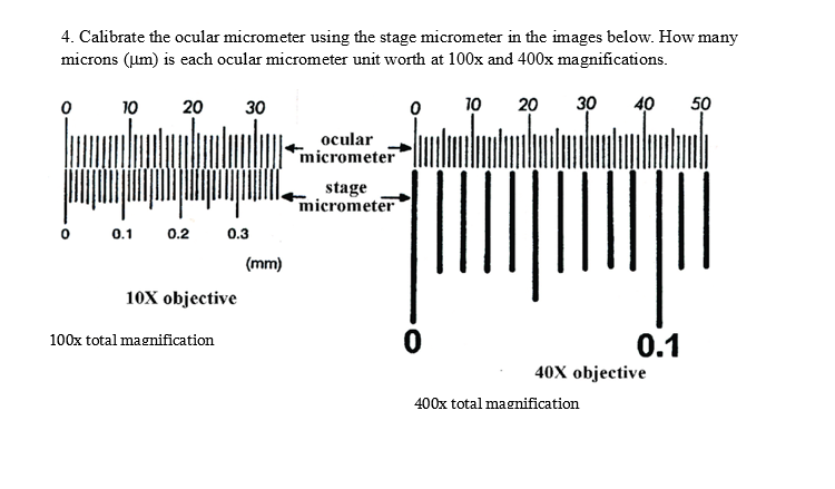4. Calibrate the ocular micrometer using the stage | Chegg.com