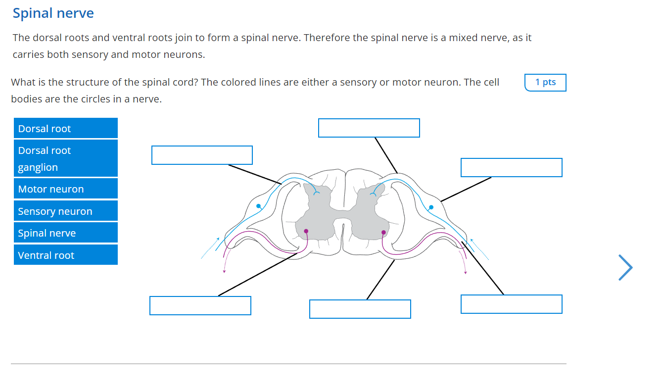 Solved Spinal nerve The dorsal roots and ventral roots join | Chegg.com