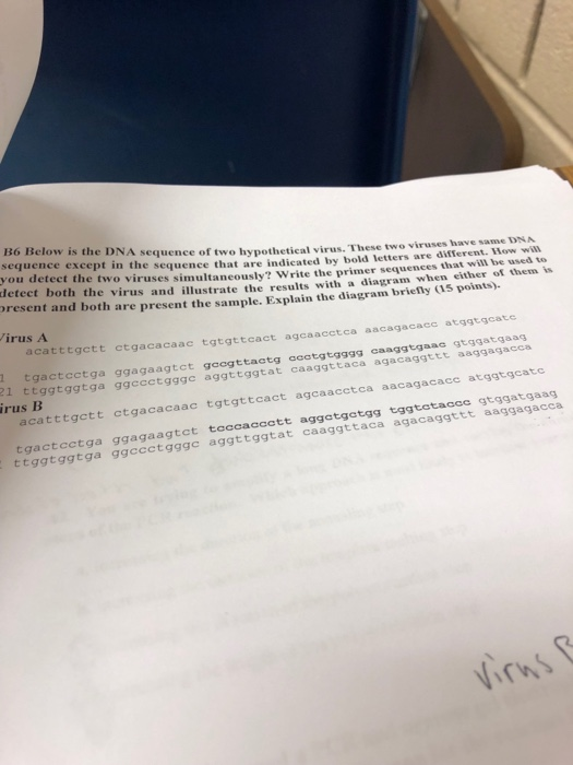 Solved B6 Below is the DNA sequence of two hypothetical I | Chegg.com