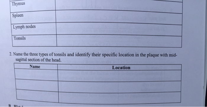 Solved Name the three types of tonsils and identify their | Chegg.com