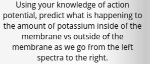 Solved Action Potential in nodal tissues (SA node & AV node) | Chegg.com