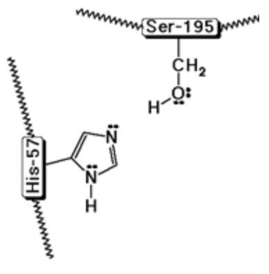 Solved Subtilisin is a non-specific serine protease | Chegg.com