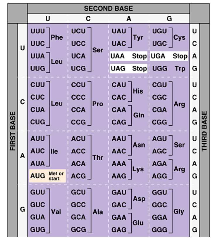 Solved Which of the following amino acid chains would be | Chegg.com