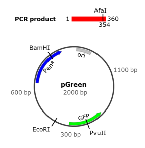 Solved You now plan to clone the PCR amplicon for the WT | Chegg.com