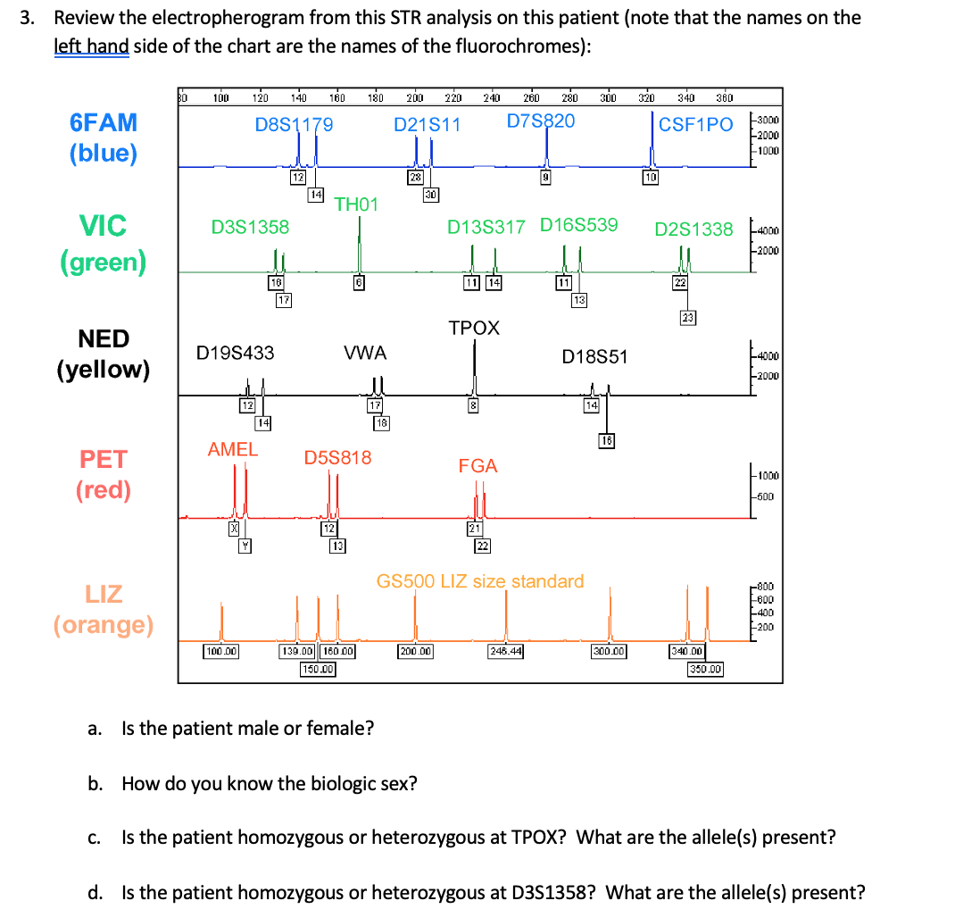 Solved 3. Review the electropherogram from this STR analysis | Chegg.com