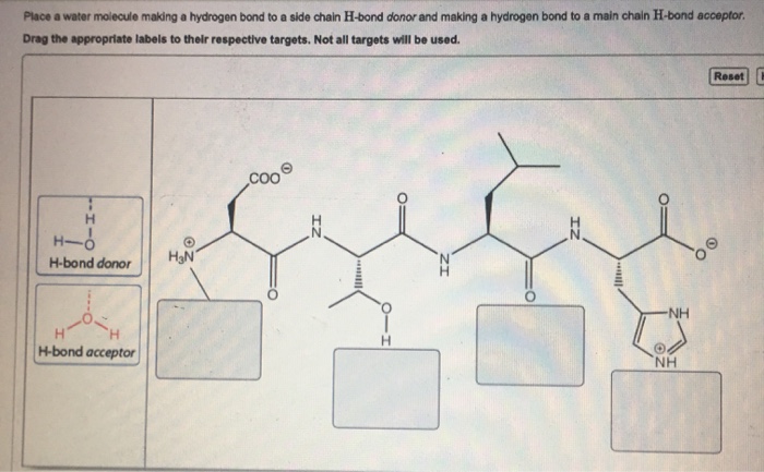 Solved Place a water molecule making a hydrogen bond to a | Chegg.com