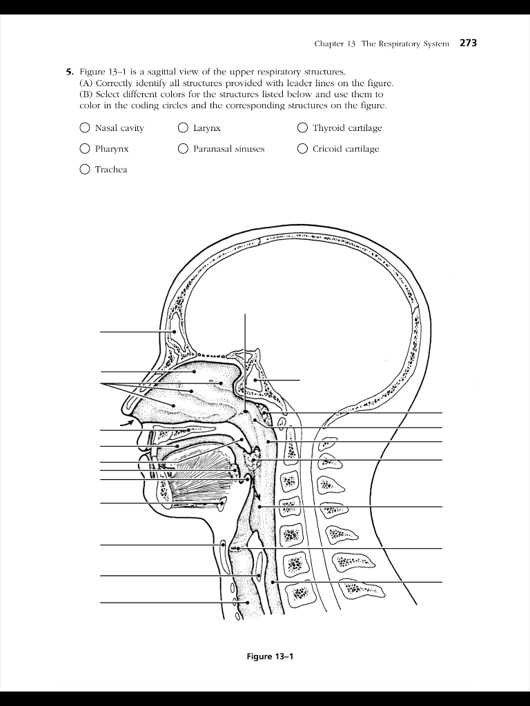 Solved Chapter 13 The Respiratory System 277 10. Figure 13-4 | Chegg.com