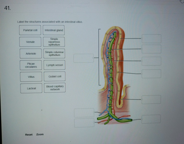 Solved 41. Label the structures associated with an | Chegg.com