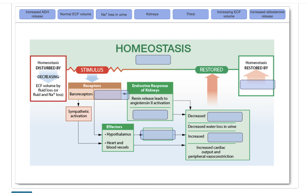 Solved Increased ADH release Normal ECF volume Nat loss in | Chegg.com