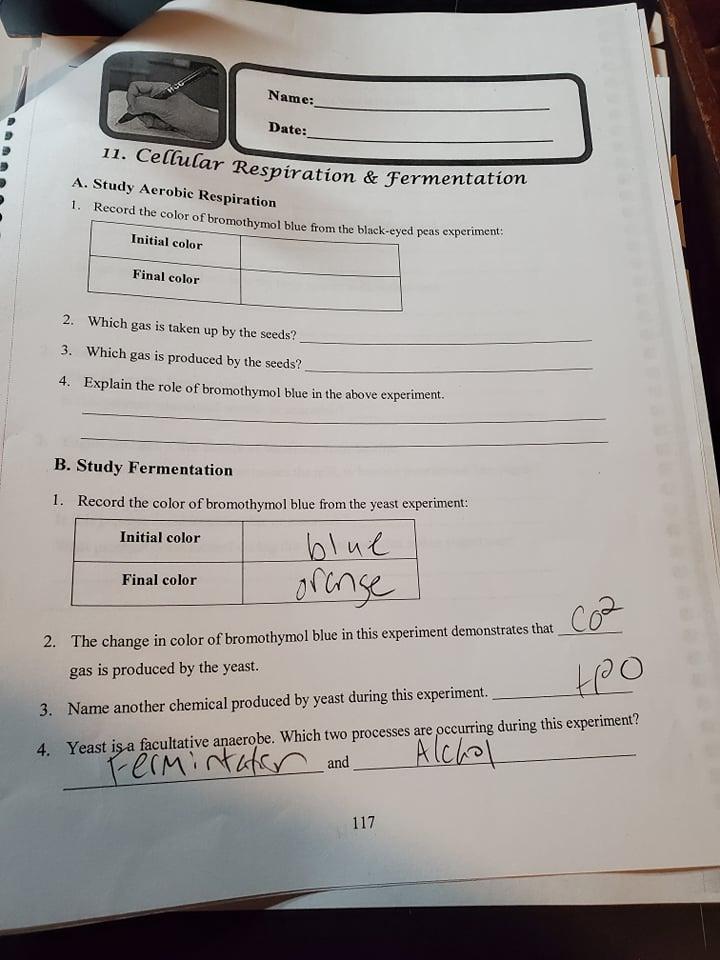 Solved Name: Date: 11. Cellular Respiration & Fermentation | Chegg.com