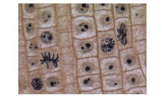 Solved For the field of view shown in the image below, count | Chegg.com