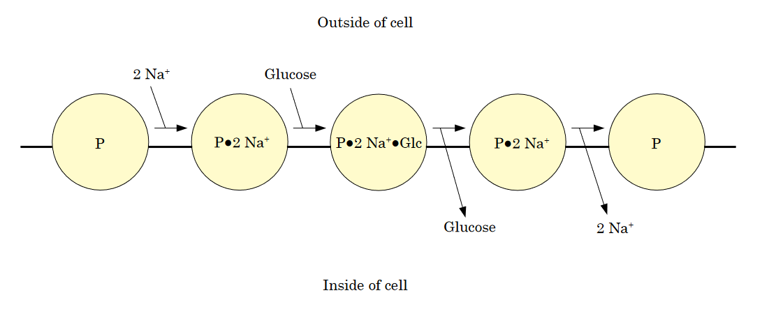 Solved The symport transport system described in question 14 | Chegg.com