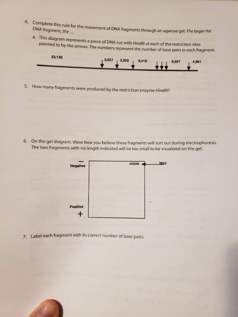 Solved 4. Complete this rule for the movement of DNA | Chegg.com