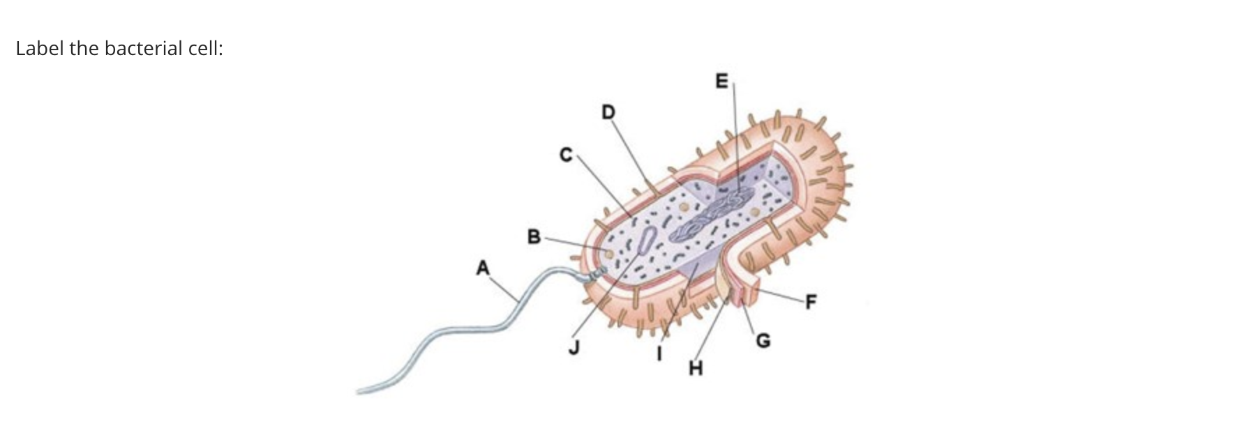 Solved Label the bacterial cell: | Chegg.com