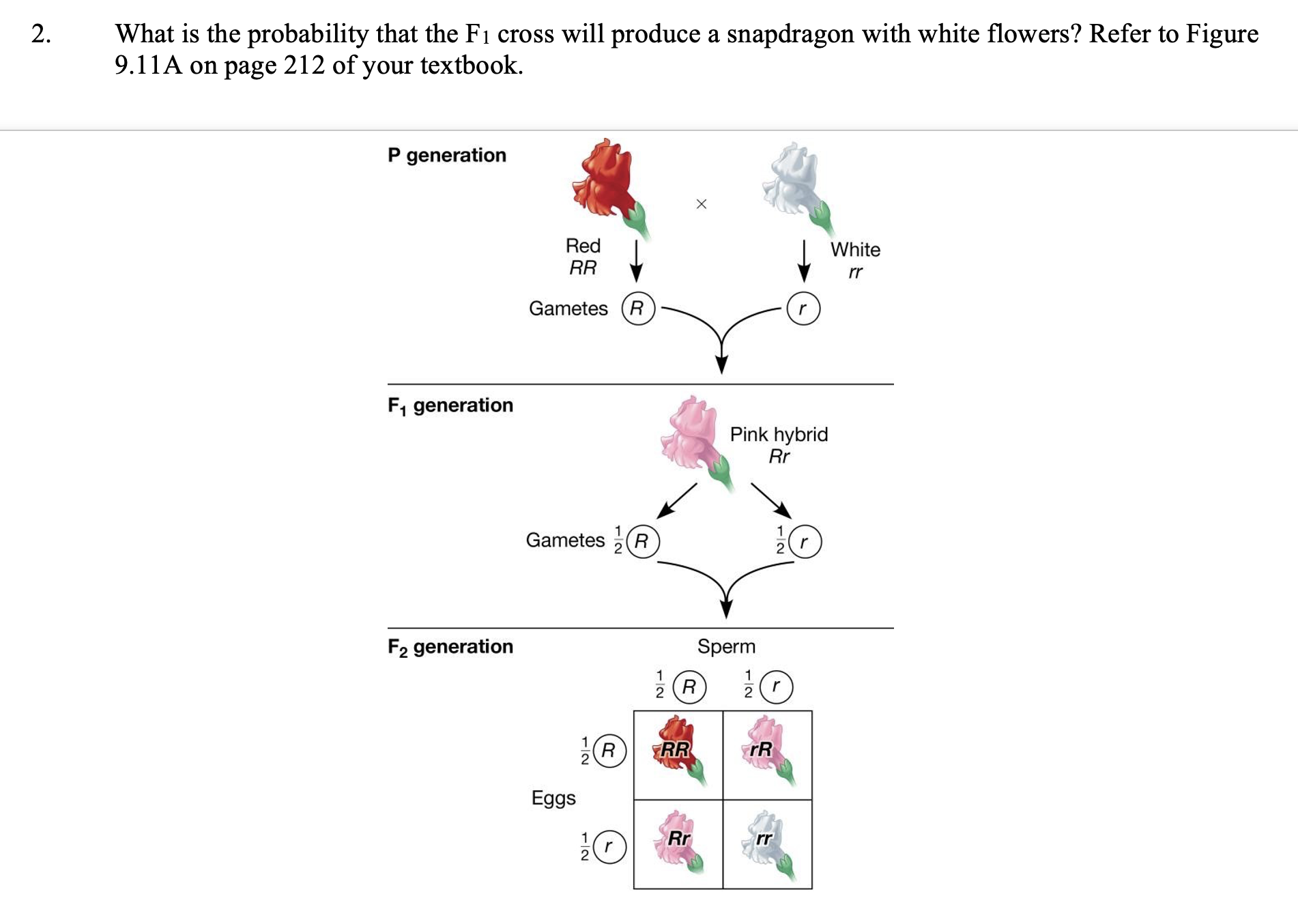 Solved 2. What is the probability that the F1 cross will | Chegg.com