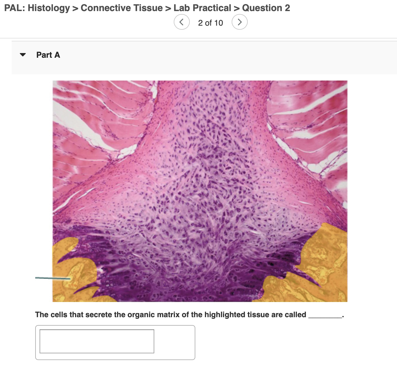 Solved PAL: Histology > Connective Tissue > Lab Practical > | Chegg.com