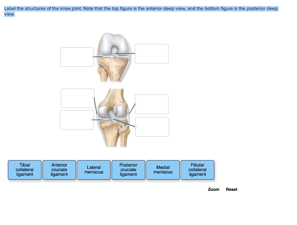 Solved Select all the knee ligaments that are deep to the | Chegg.com