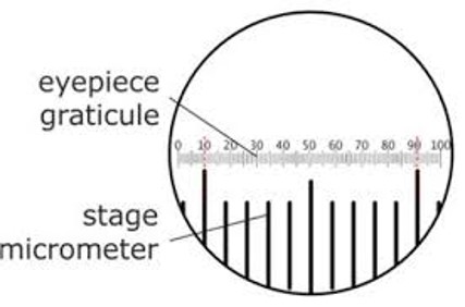 Solved In this image a stage micrometer and an ocular | Chegg.com