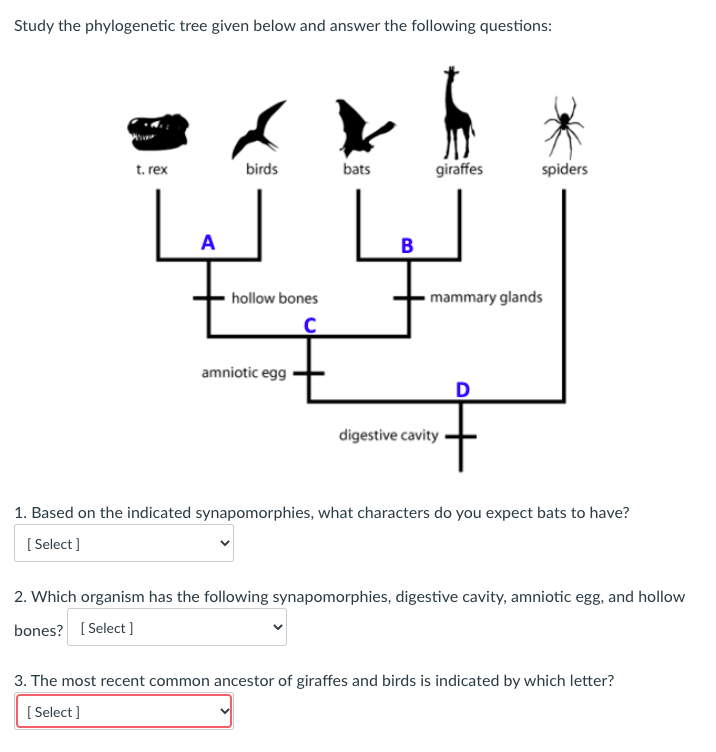 Solved Study the phylogenetic tree given below and answer | Chegg.com