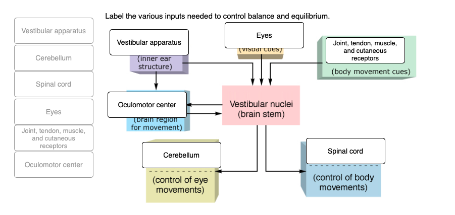 Solved Label the various inputs needed to control balance | Chegg.com