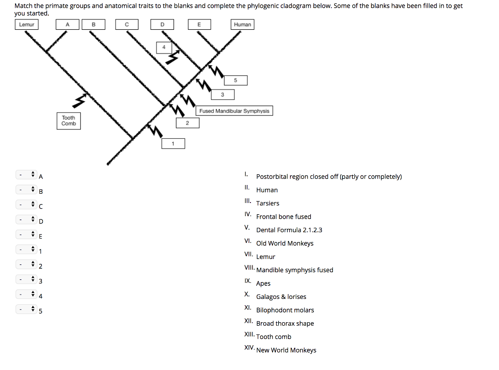 Primate Cladogram With Traits