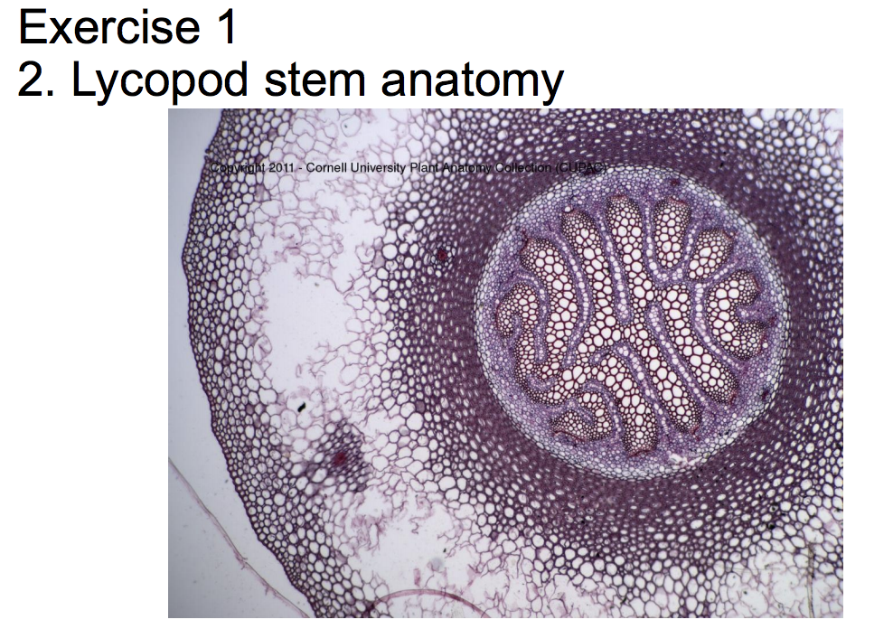 Solved Look at the life cycle of Lycopodium. a. How does the | Chegg.com