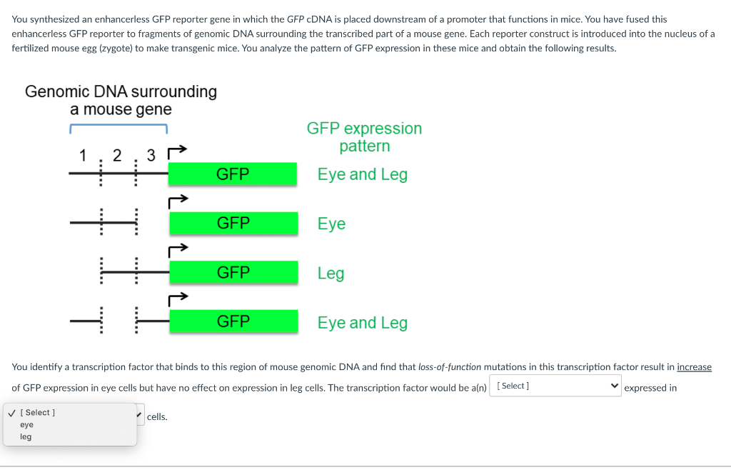 Solved You synthesized an enhancerless GFP reporter gene in | Chegg.com