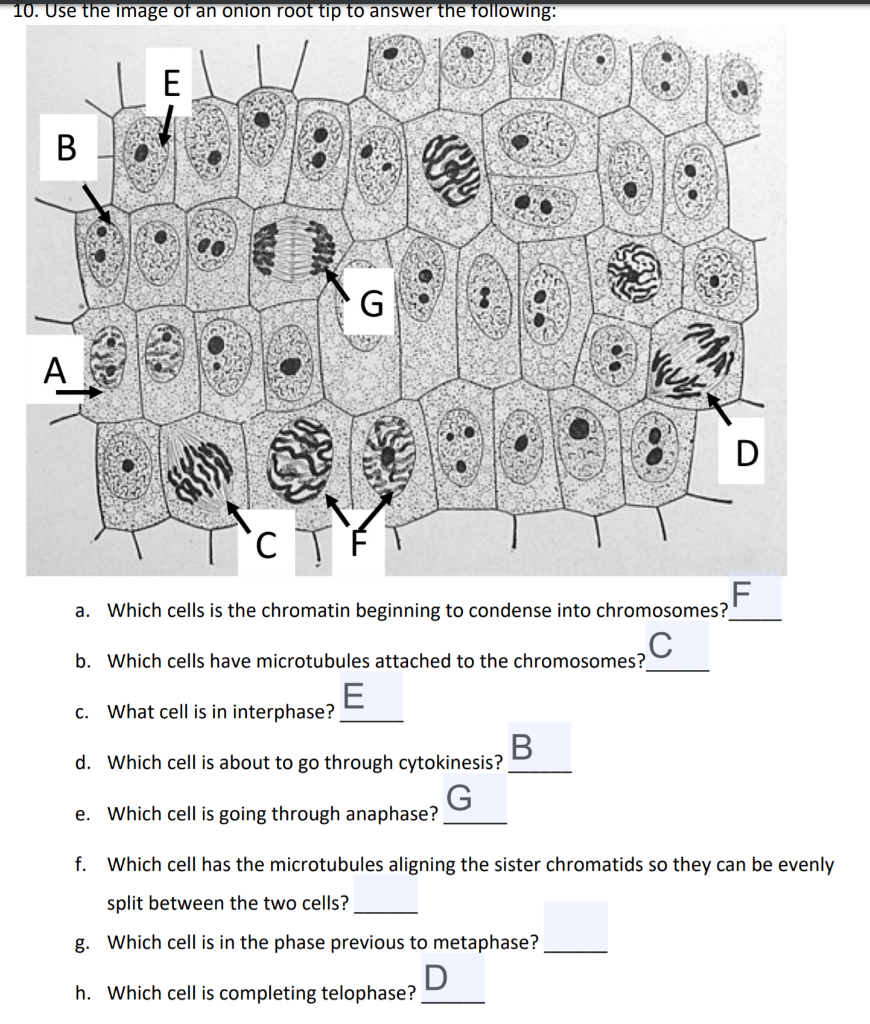 Solved Use The Image Of An Onion Root Tip To Answer Chegg Solved Use The Image Of An Onion Root Tip To Answer Chegg