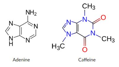 Solved What are the chemical differences (functional groups) | Chegg.com