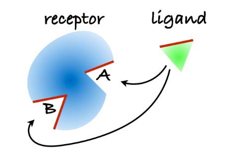 Solved Receptor-ligand binding The figure shows a receptor | Chegg.com